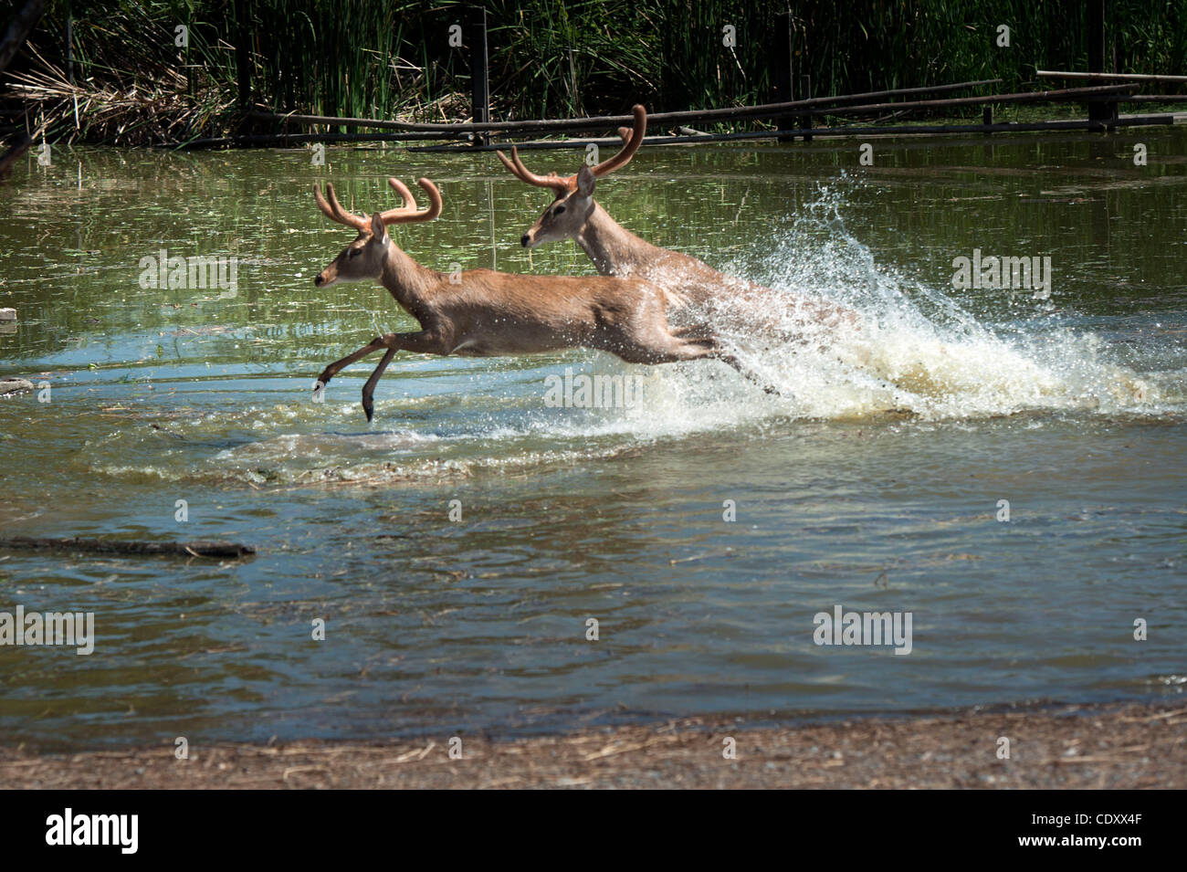 Galop High Resolution Stock Photography and Images - Alamy
