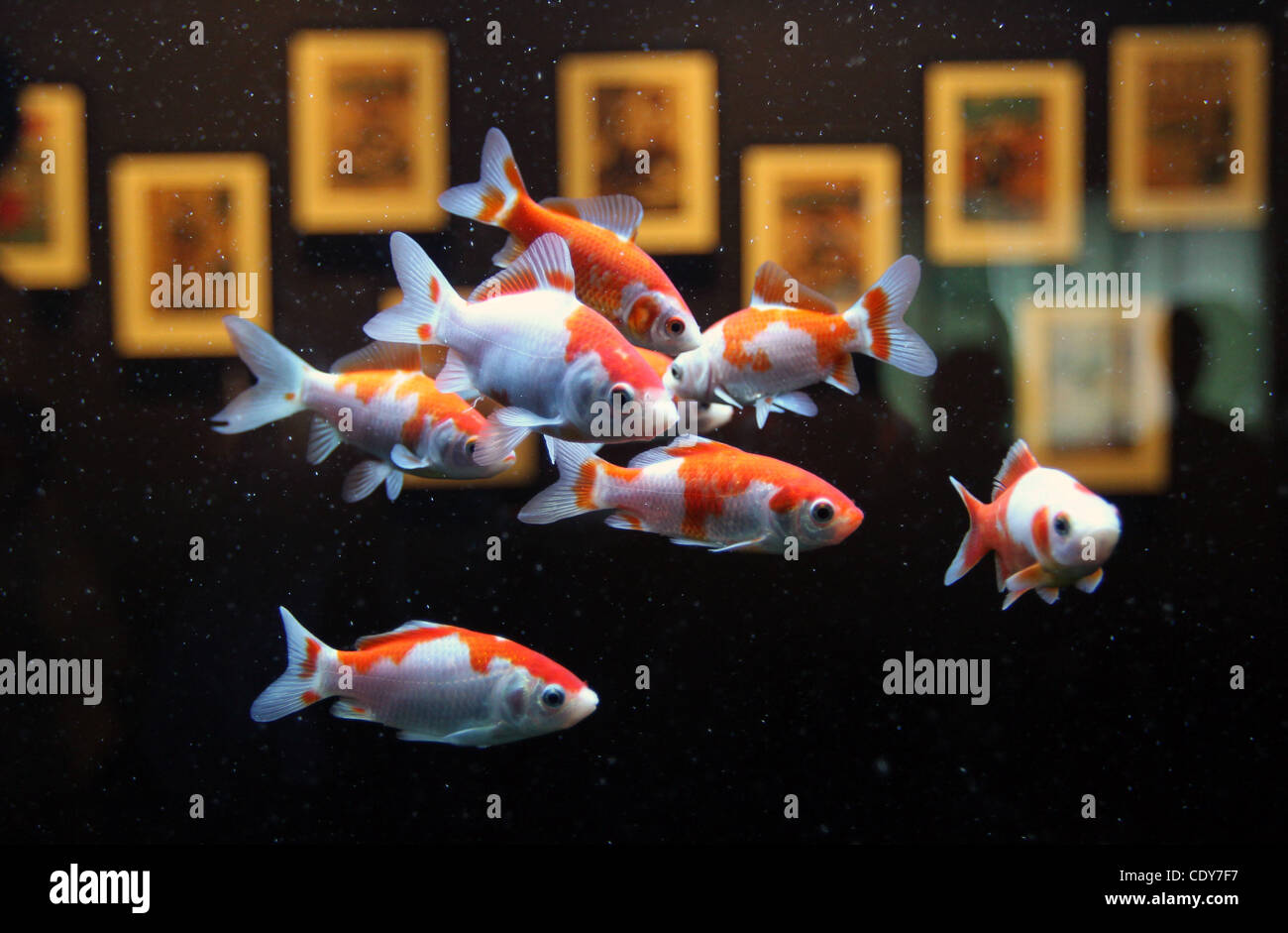 Aug. 22, 2011 - Tokyo, Japan - Kingyo (goldfish) is lit up during the ...