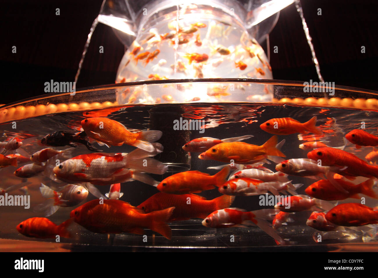 Tokyo art aquarium hi-res stock photography and images - Alamy