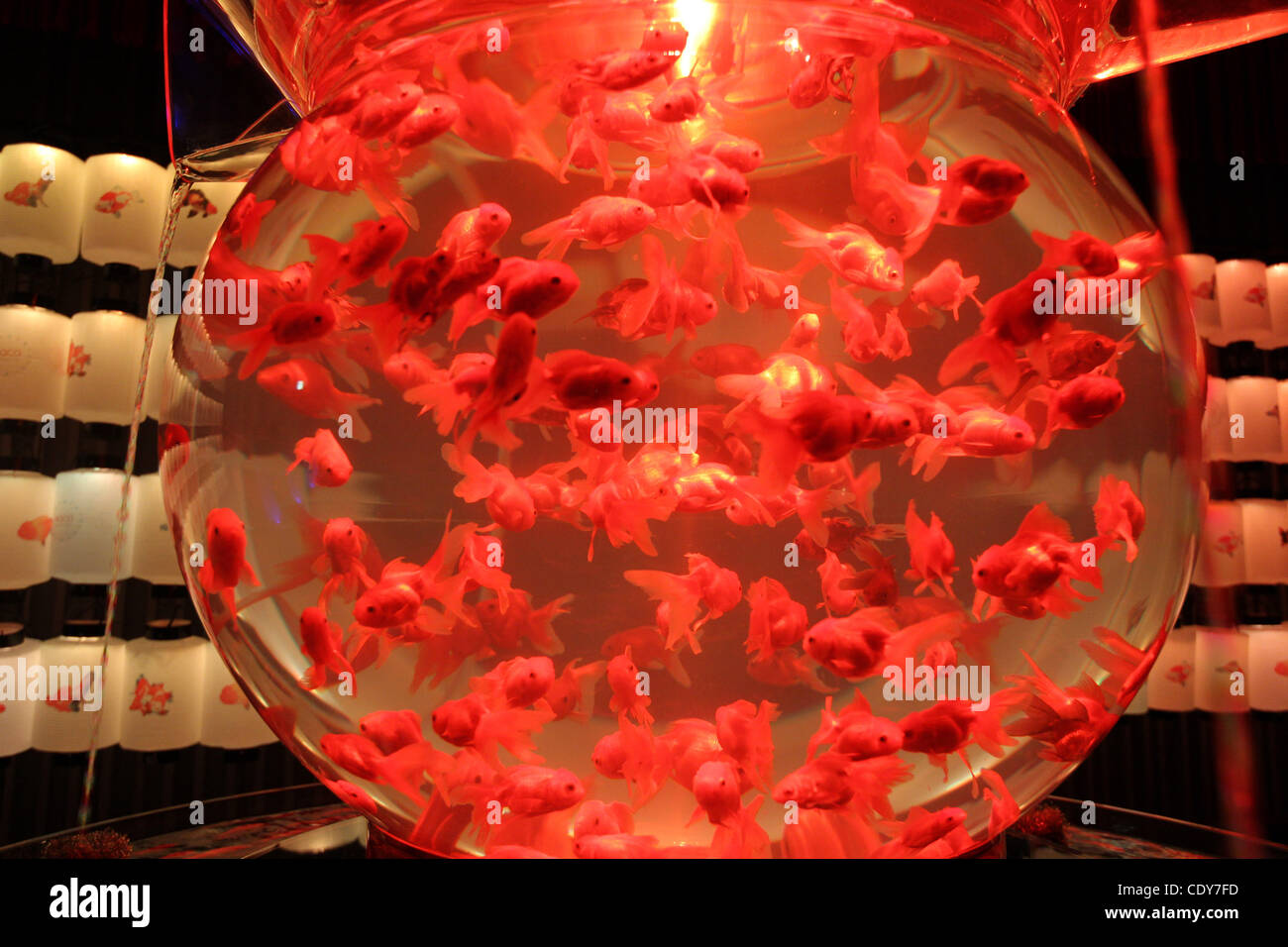 Aug. 22, 2011 - Tokyo, Japan - Kingyo (goldfish) is lit up during the ...