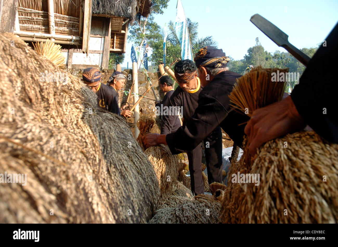 The indigenous Sundanese tribe parading with freshly harvested during ...