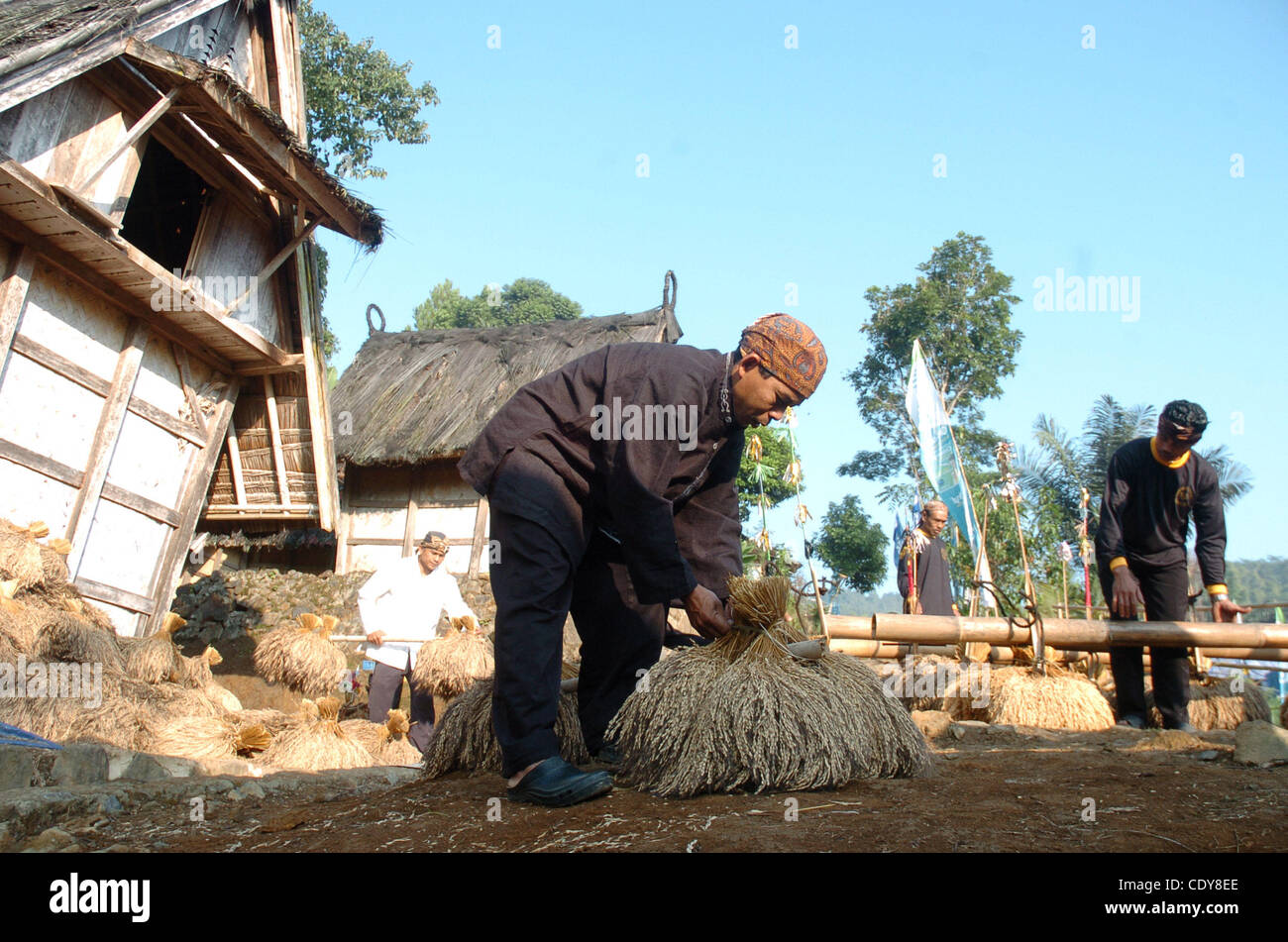 The indigenous Sundanese tribe parading with freshly harvested during ...