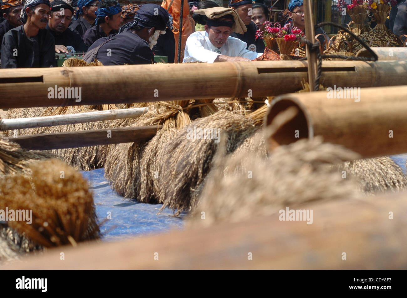The indigenous Sundanese tribe parading with freshly harvested during ...