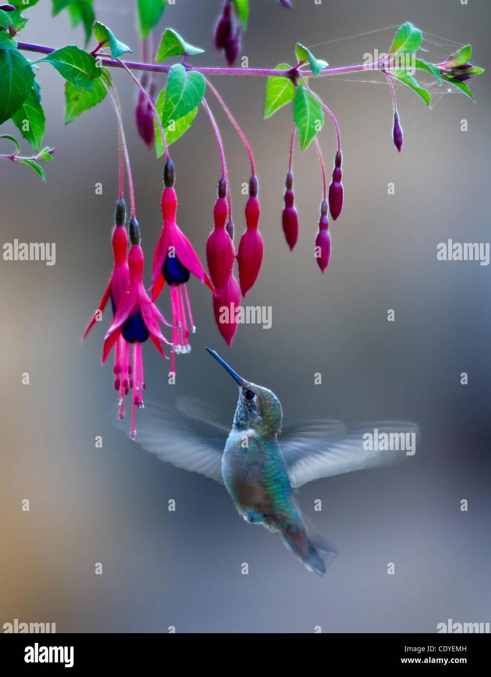 Hummingbird fuschia hi-res stock photography and images - Alamy