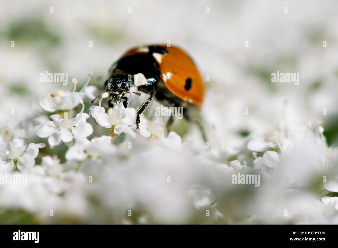 July 31, 2011 - Oakland, Oregon, U.S - A ladybug walks on a Queen Anne ...