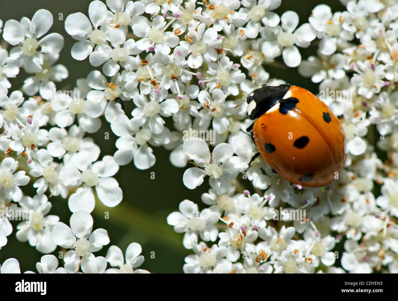 July 31, 2011 - Oakland, Oregon, U.S - A ladybug walks on a Queen Anne ...