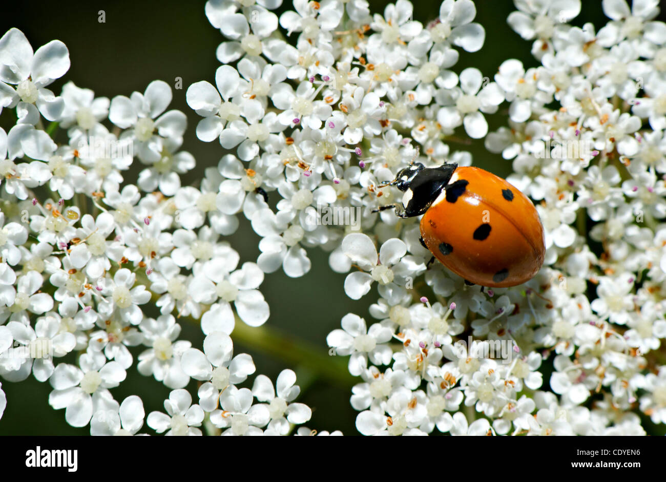 July 31, 2011 - Oakland, Oregon, U.S - A ladybug walks on a Queen Anne ...