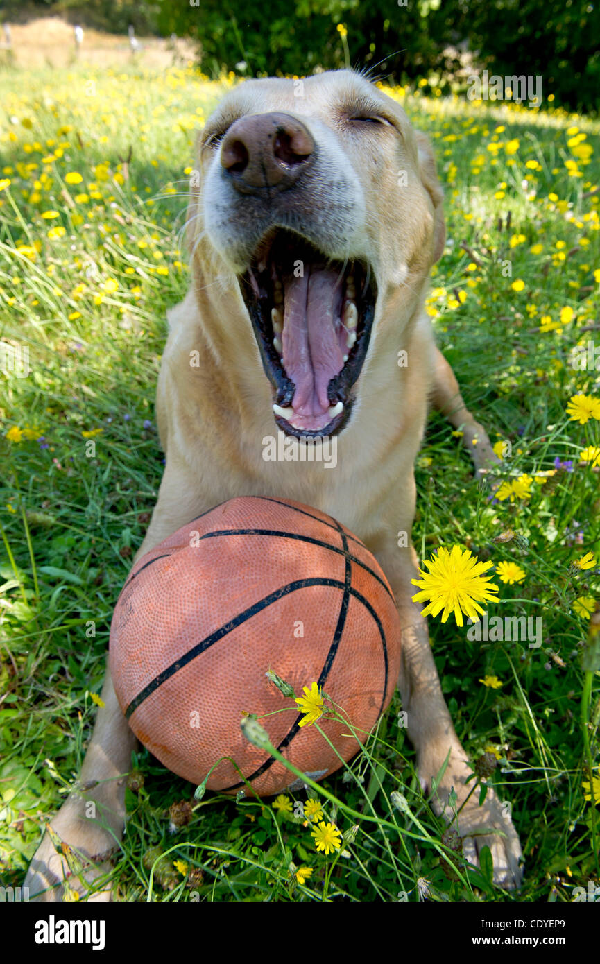 Aug. 3, 2011 - Roseburg, Oregon, U.S - A yellow Labrador retriever ...