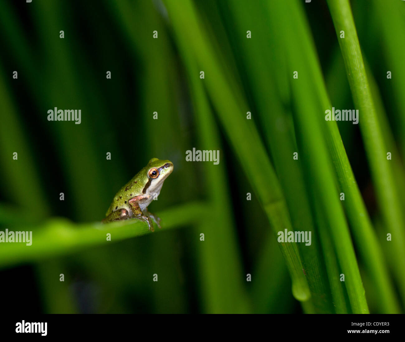Baja california tree frog hi-res stock photography and images - Alamy