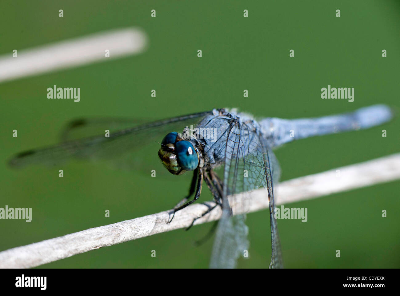 Aug. 18, 2011 - Roseburg, Oregon, U.S - A colorful dragonfly perches on ...