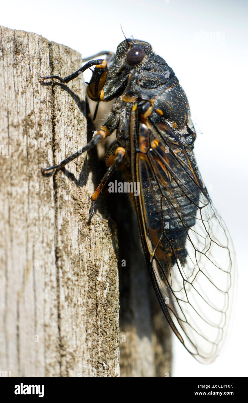 Cicadas male hi-res stock photography and images - Alamy