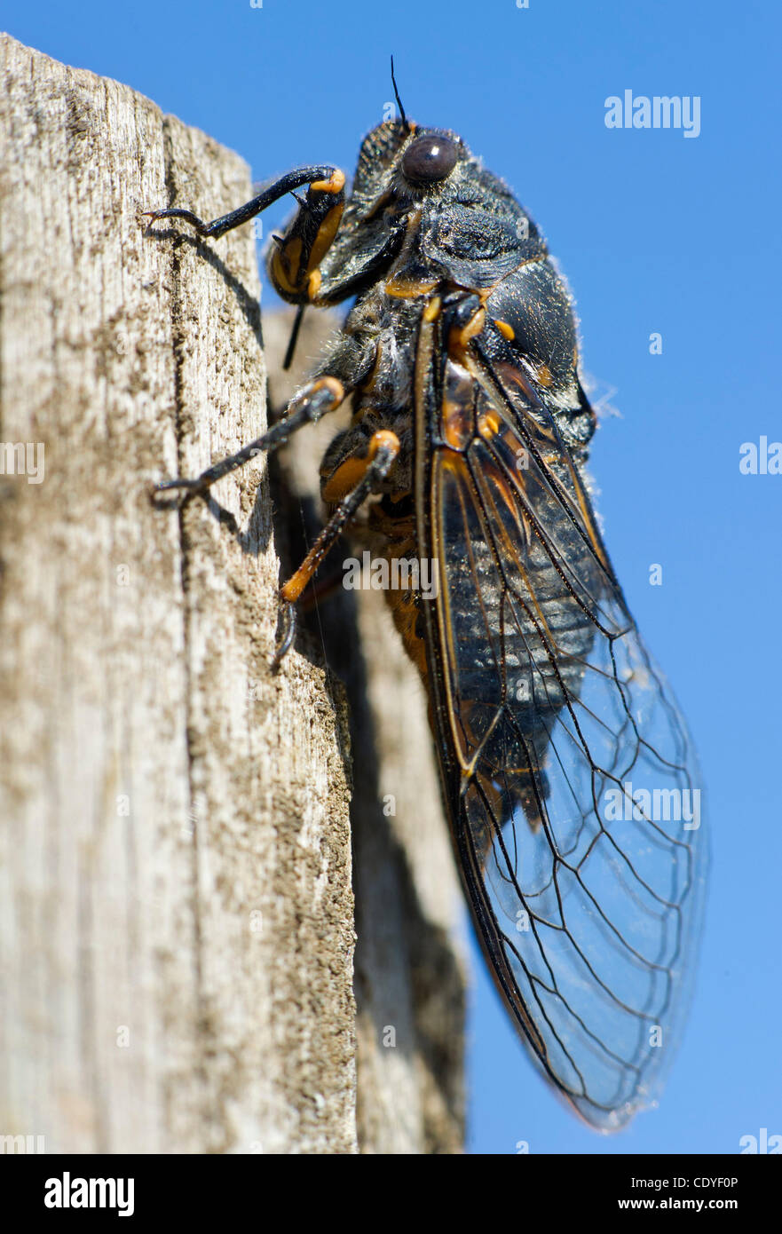 Cicadas male hi-res stock photography and images - Alamy