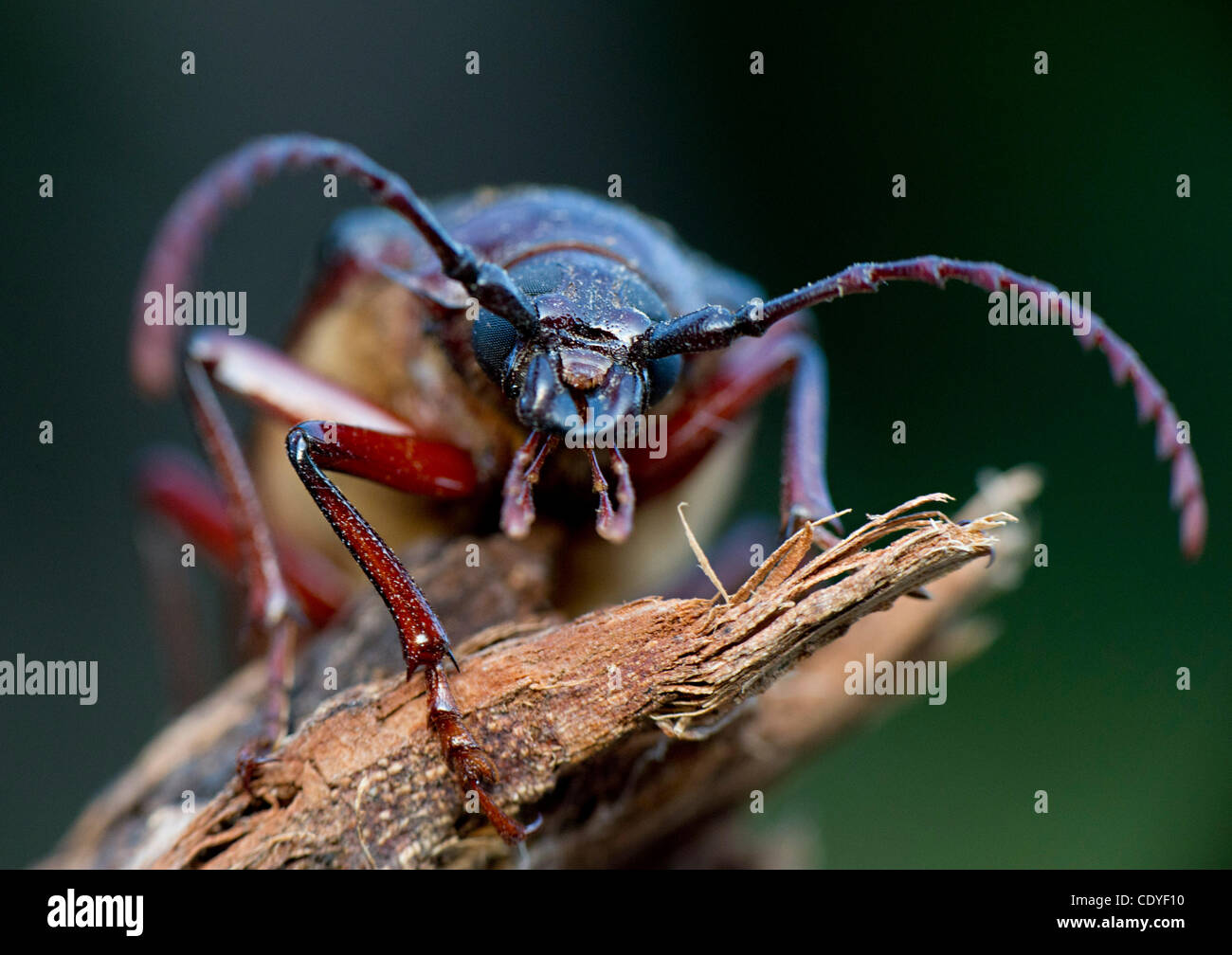 California prionus hi-res stock photography and images - Alamy