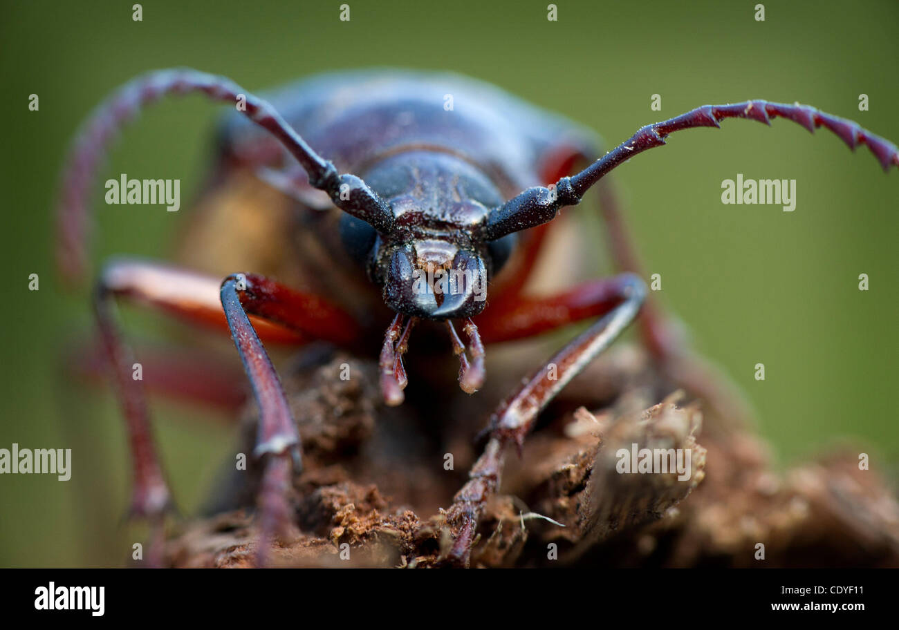California prionus hi-res stock photography and images - Alamy