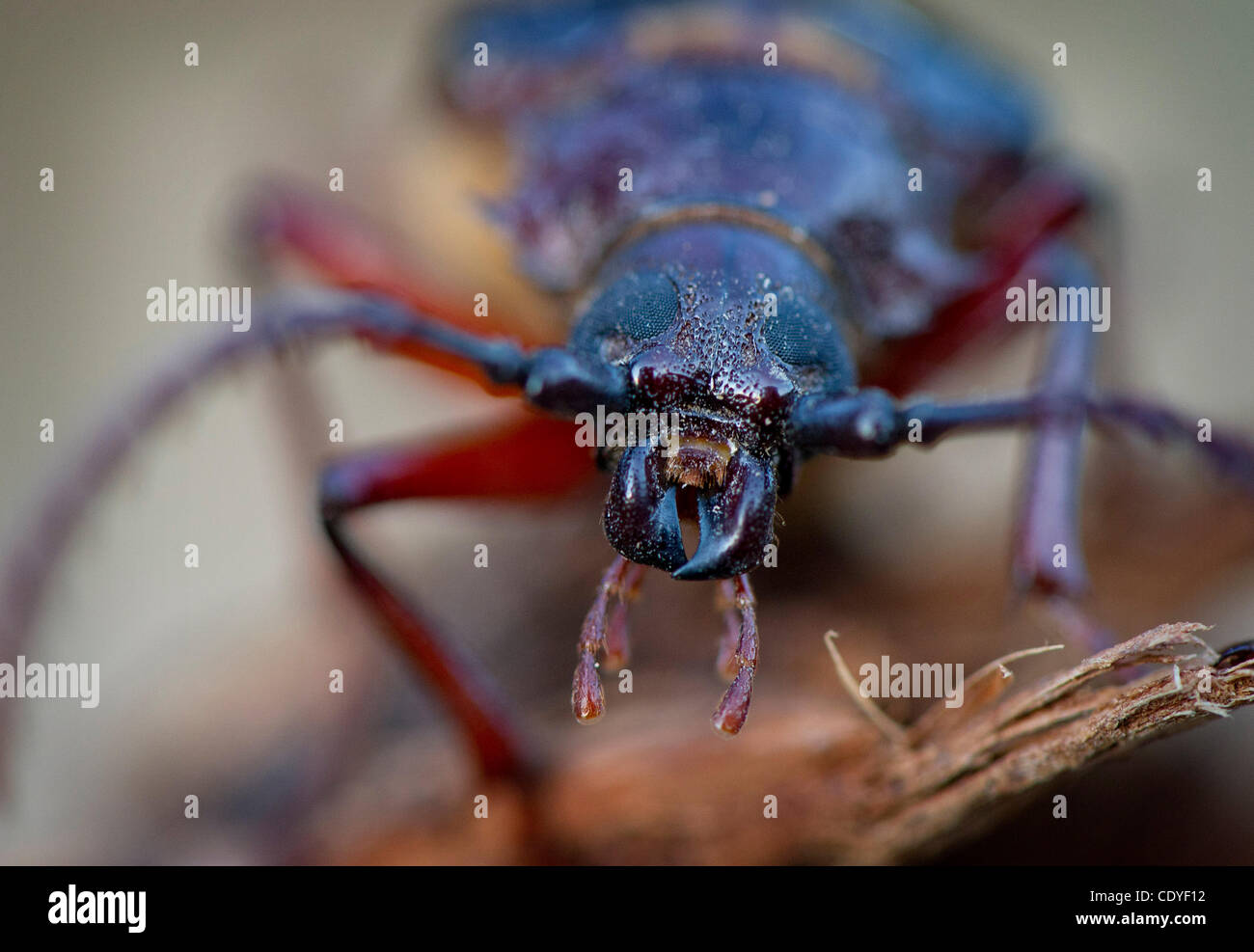 California prionus hi-res stock photography and images - Alamy