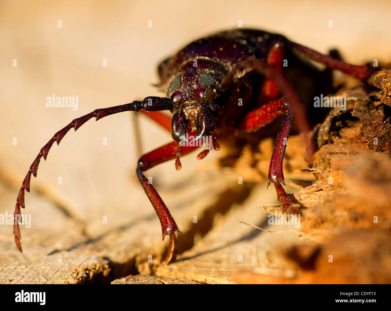 Larvae on tree roots hi-res stock photography and images - Alamy