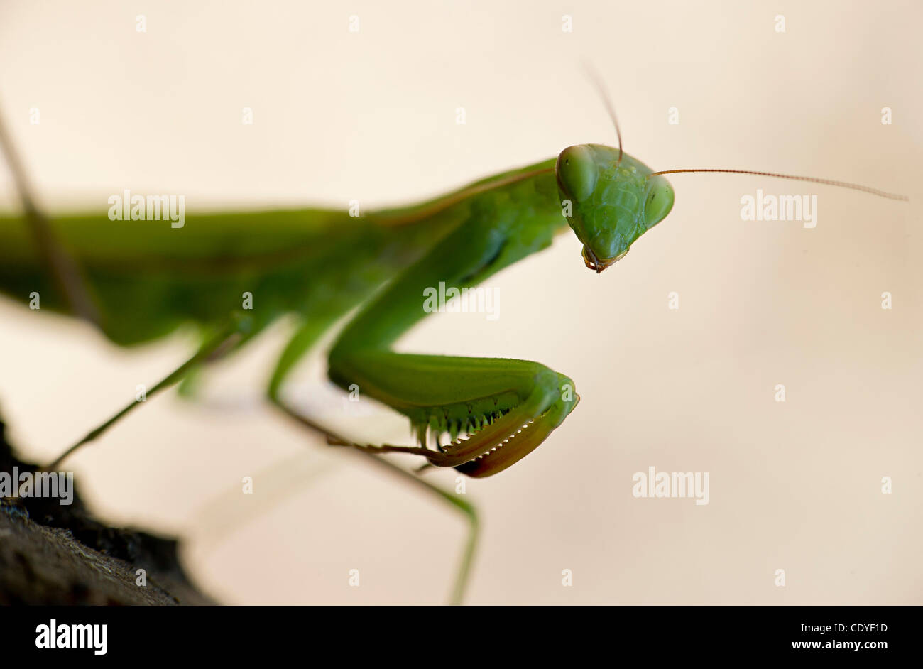 Sept. 5, 2011 - Roseburg, Oregon, U.S - A praying mantis climbs on a ...