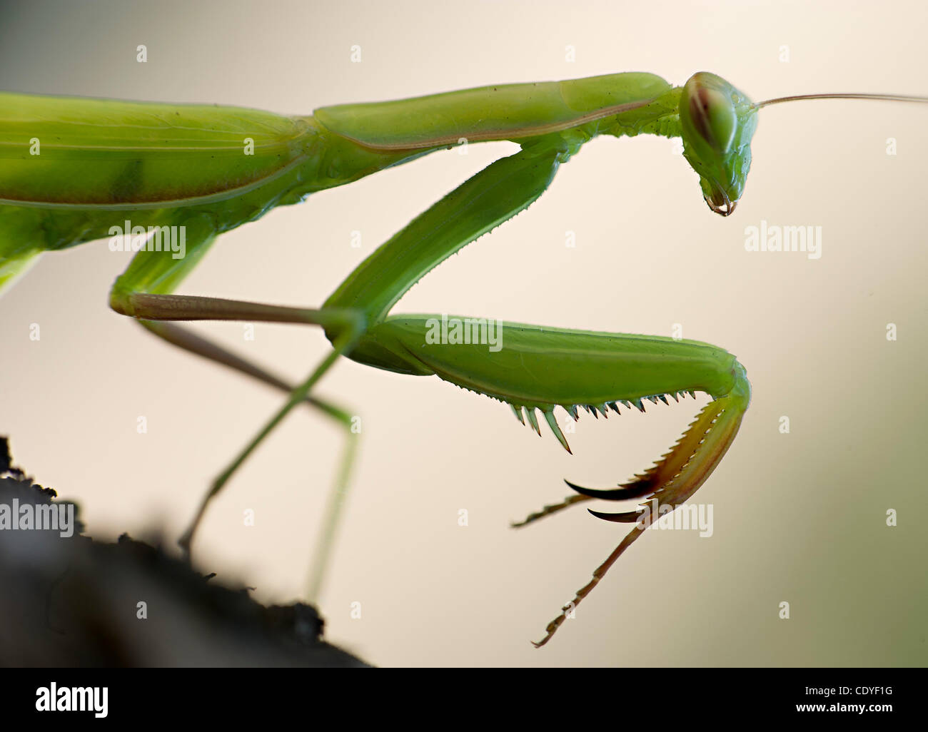 Frogs snakes hi-res stock photography and images - Alamy