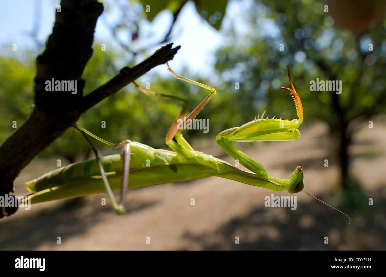 Frogs snakes hi-res stock photography and images - Alamy
