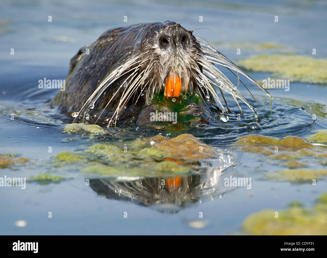 Oregon Invasive Plants High Resolution Stock Photography and Images - Alamy
