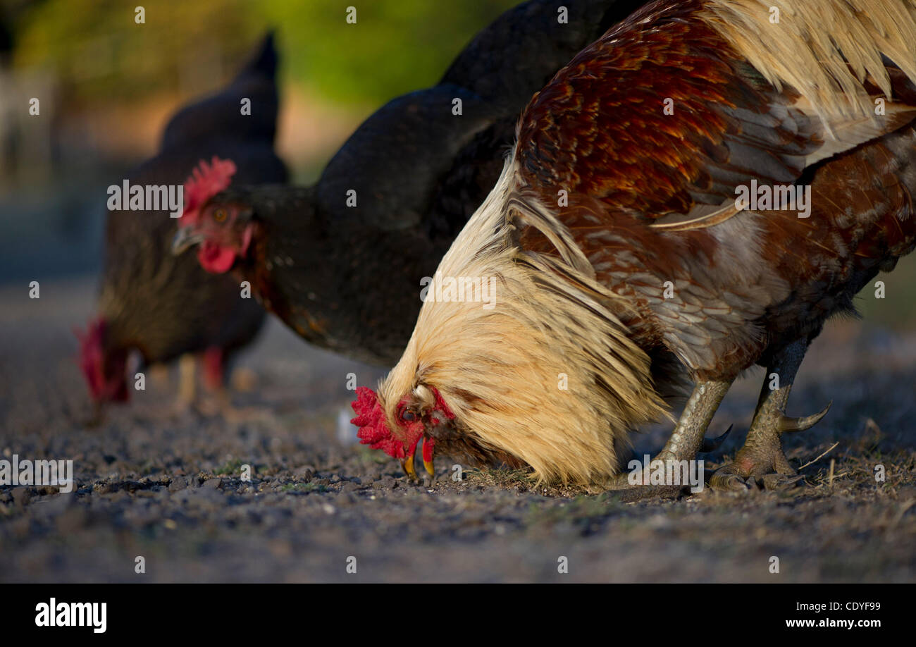Chickens scratch hi-res stock photography and images - Alamy