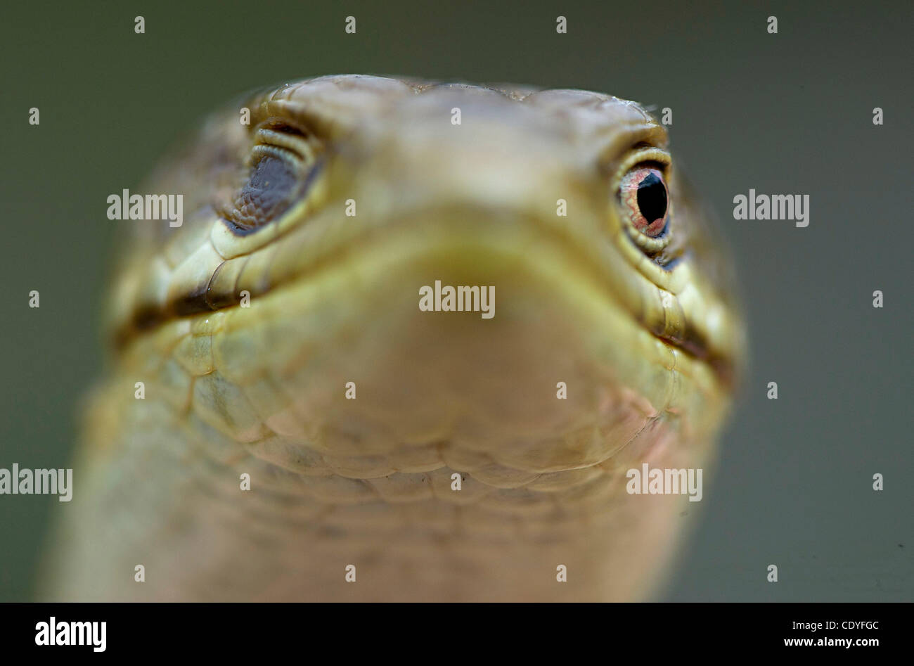 Alligator lizards hi-res stock photography and images - Alamy