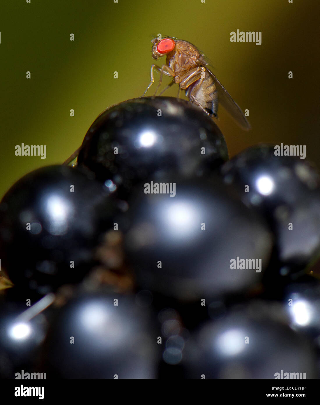 Spotted wing fruit fly hi-res stock photography and images - Alamy