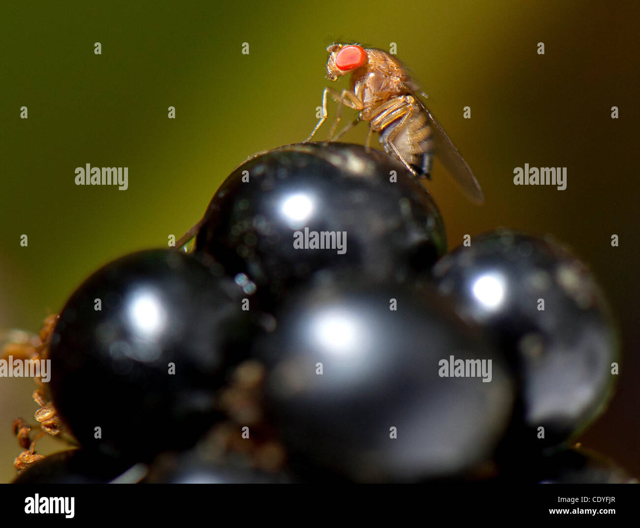Spotted wing drosophila hi-res stock photography and images - Alamy