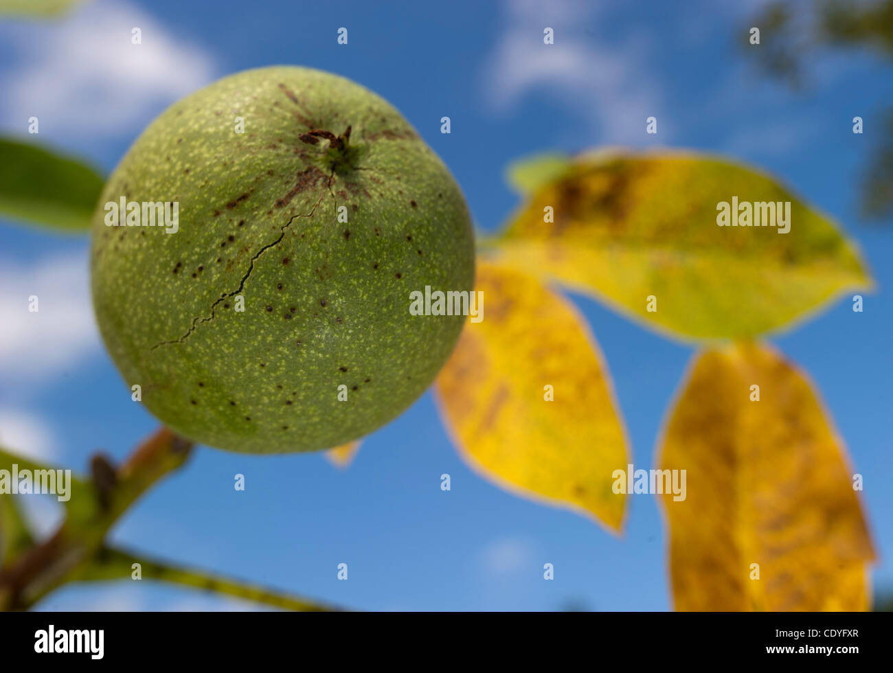 Oct. 16, 2011 - Roseburg, Oregon, U.S - A walnut ripens on a tree on a ...