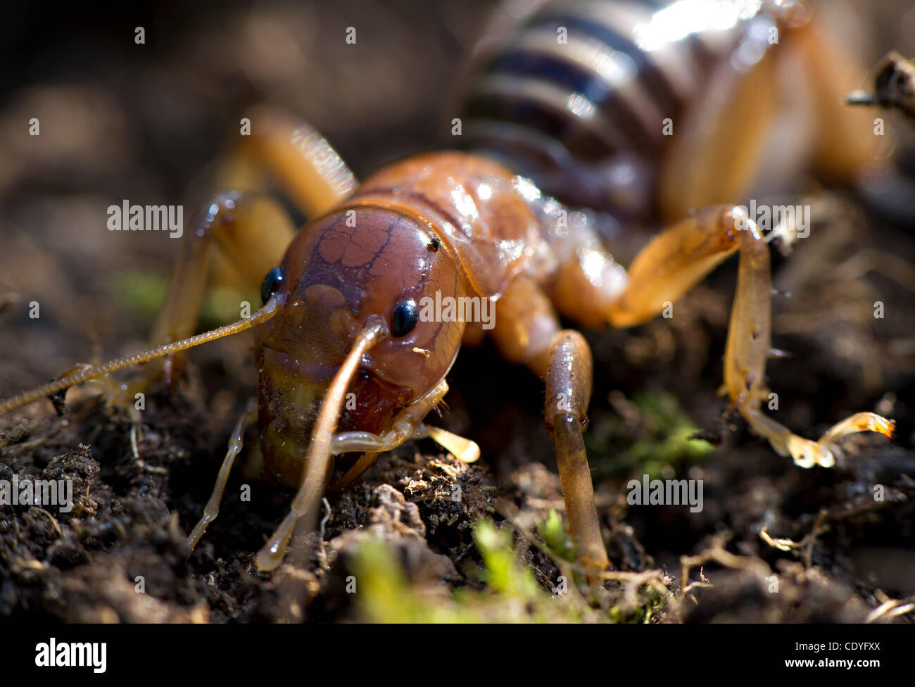 Jerusalem cricket hi-res stock photography and images - Alamy