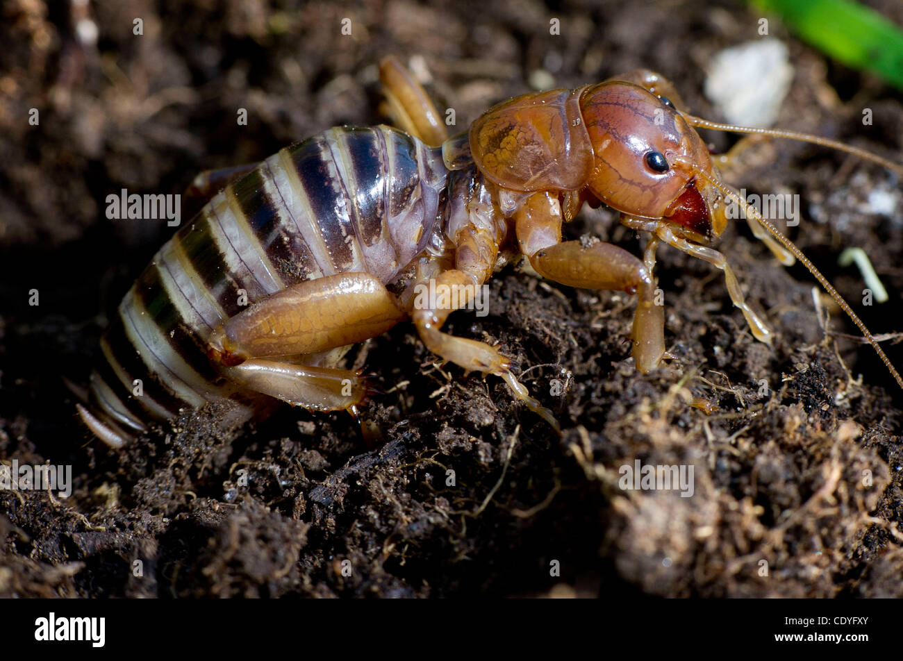 Jerusalem cricket hi-res stock photography and images - Alamy