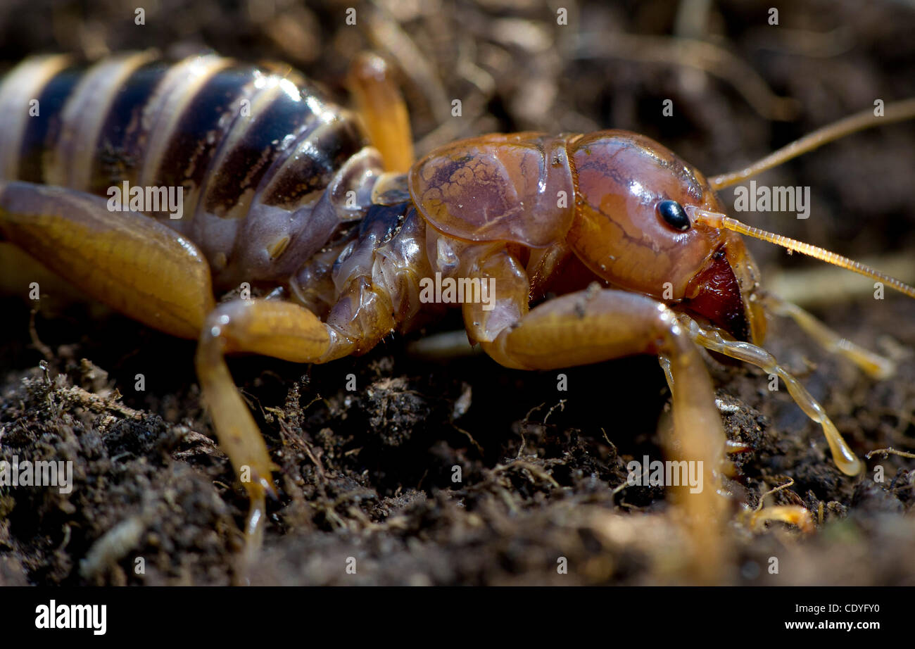 Jerusalem cricket hi-res stock photography and images - Alamy