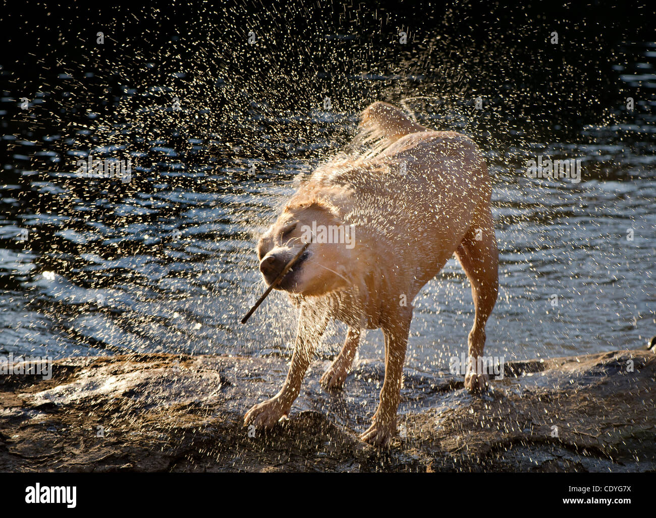Webbed paws hi-res stock photography and images - Alamy