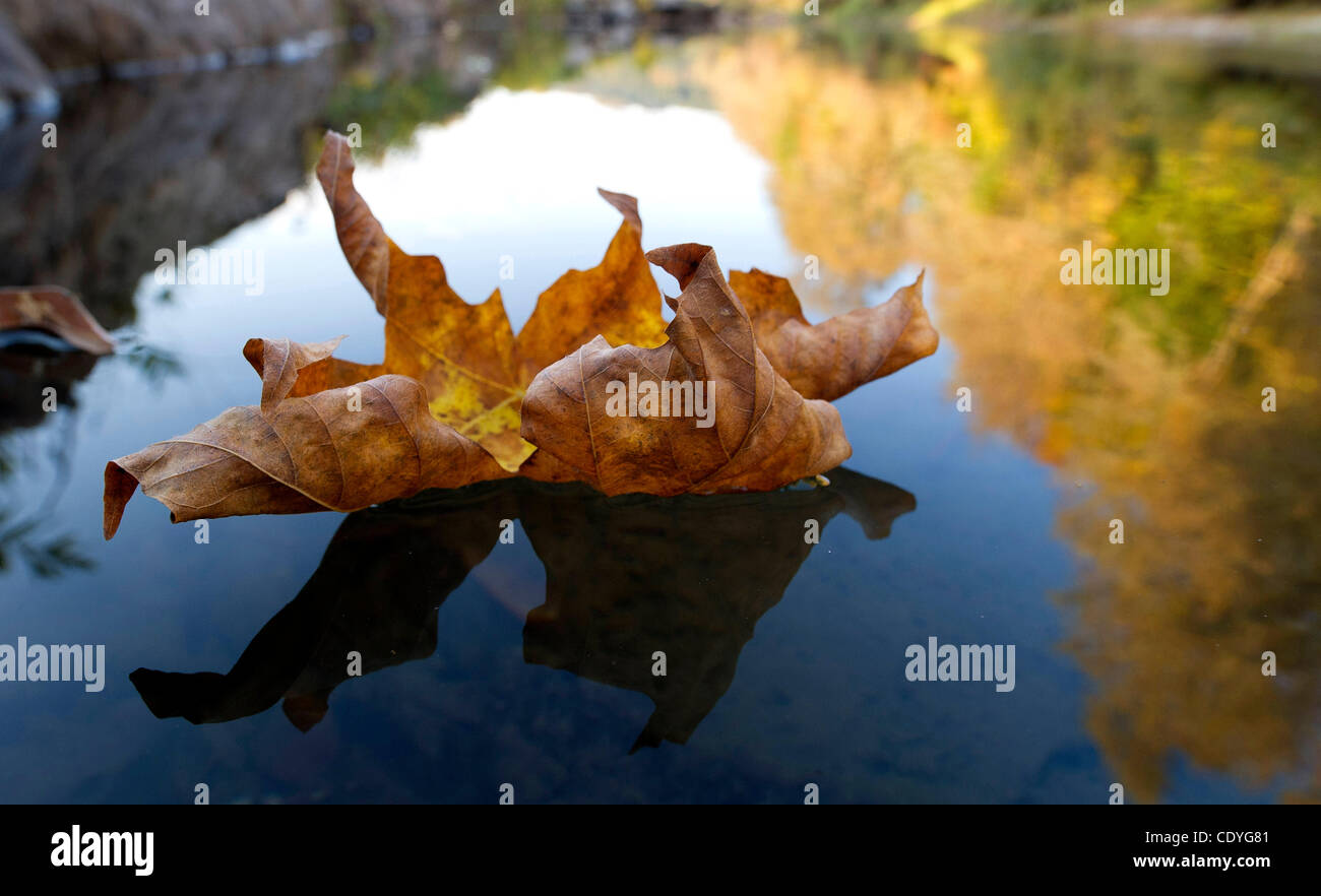 Nov. 2, 2011 - Elkton, Oregon, U.S - A colorful fall leaf drifts on the ...