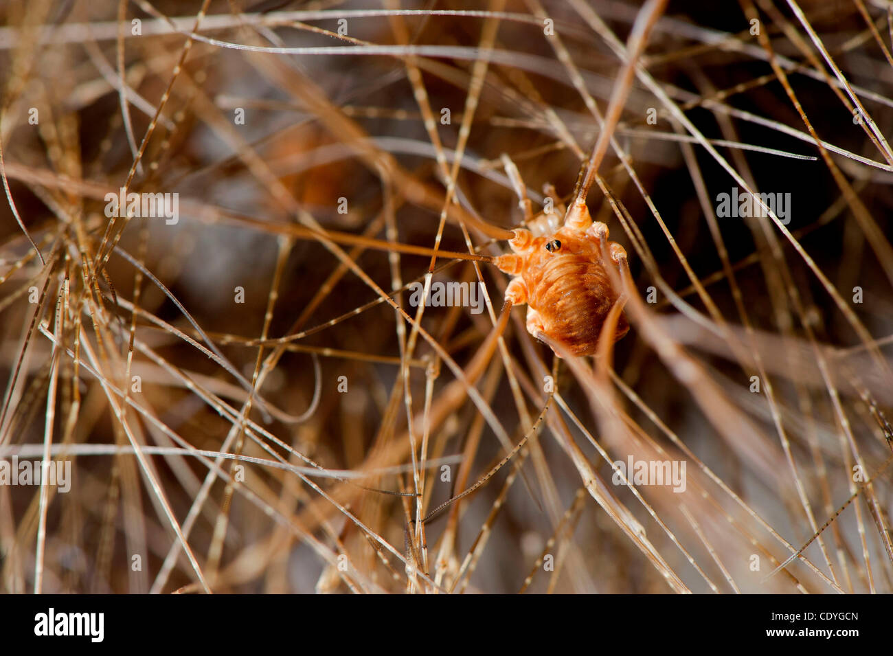 Nov. 6, 2011 - Oakland, Oregon, U.S - Dozens of harvestmen arachnids ...
