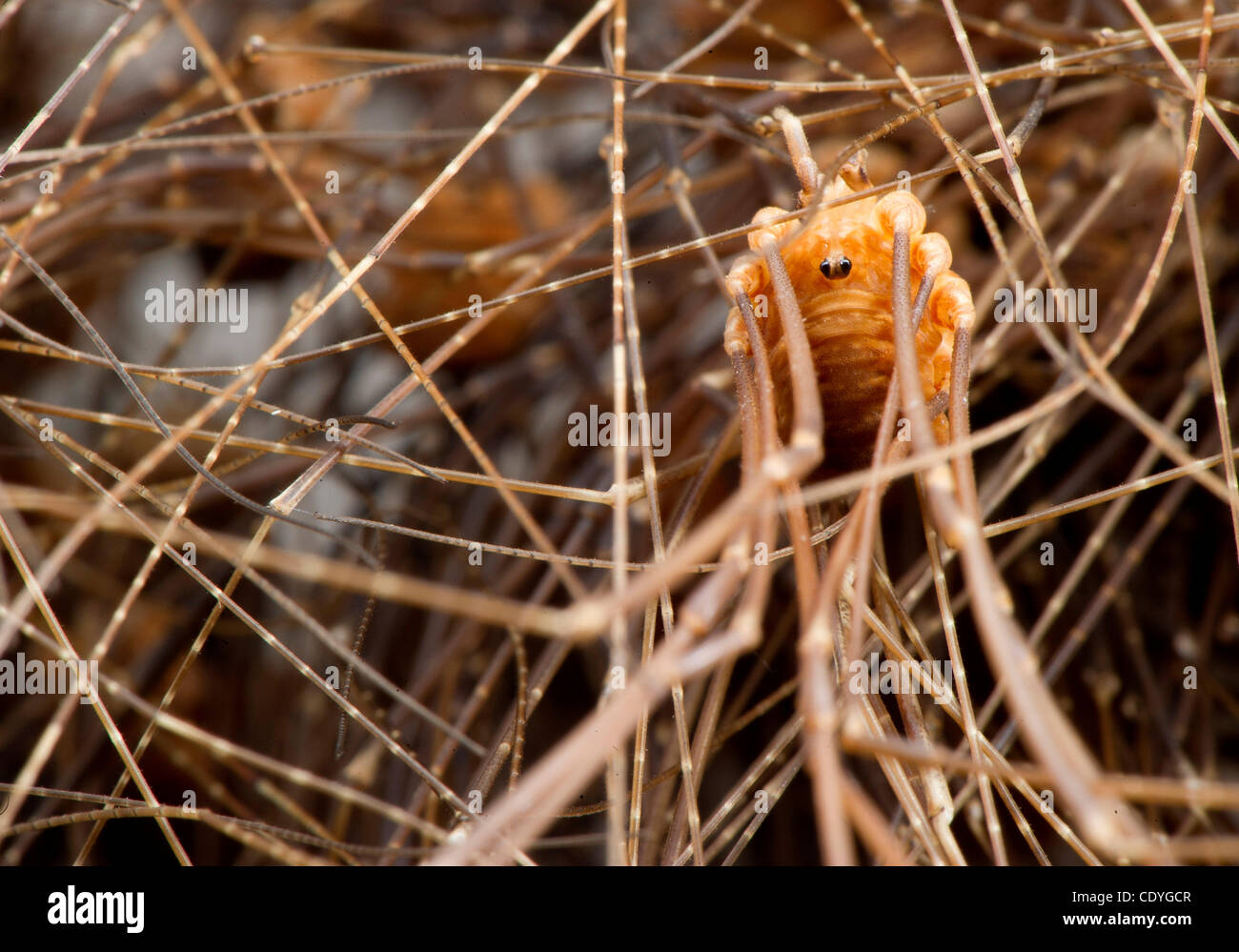 Nov. 6, 2011 - Oakland, Oregon, U.S - Dozens of harvestmen arachnids ...