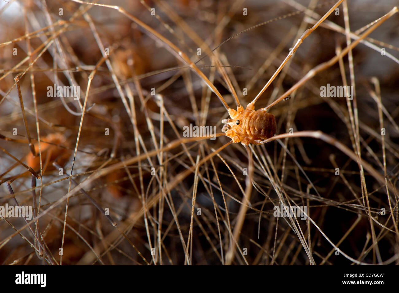 Daddy longlegs cluster hi-res stock photography and images - Alamy