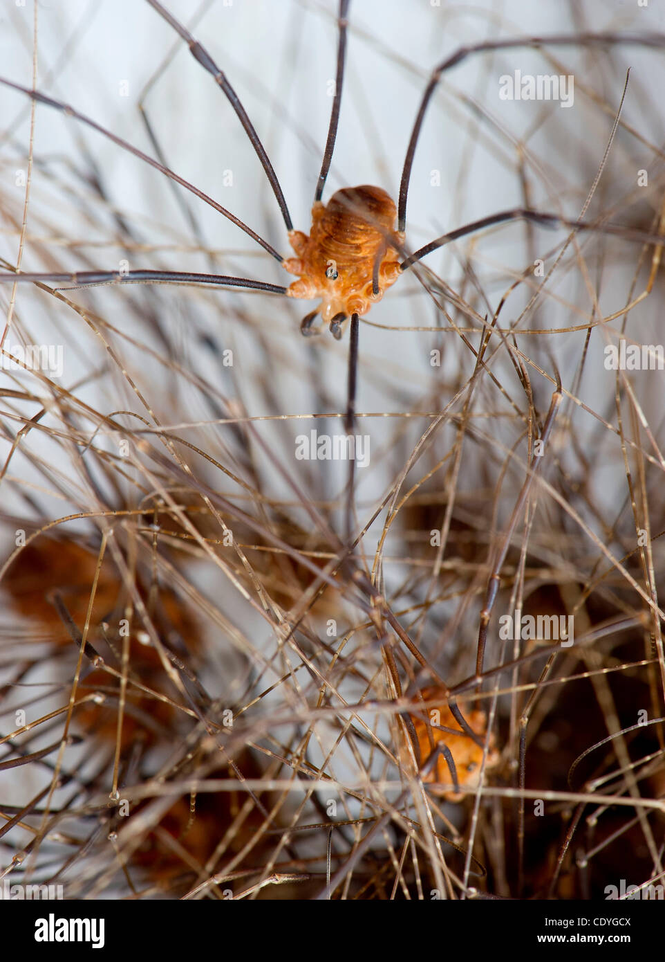 House eves hi-res stock photography and images - Alamy