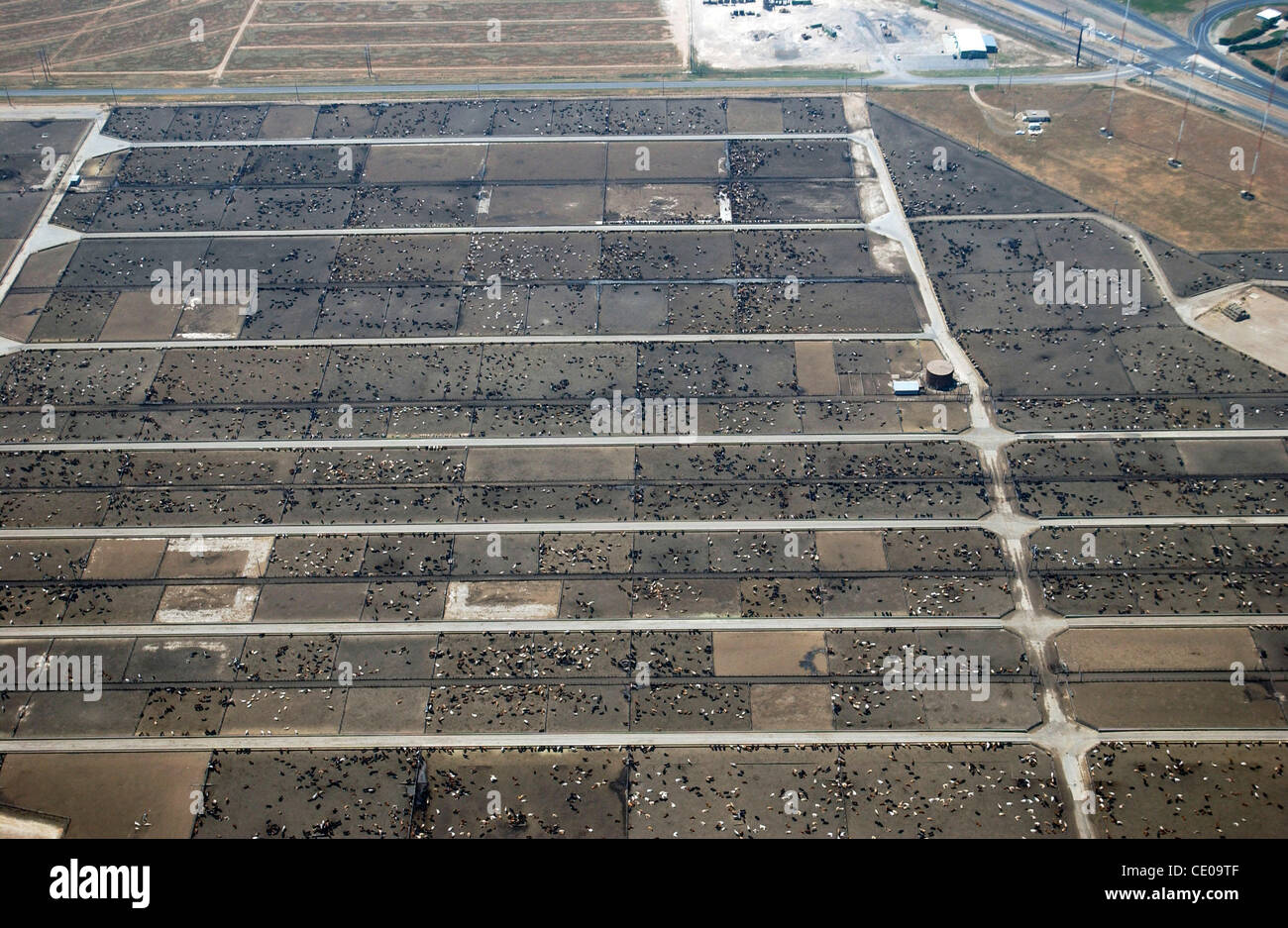 This large cattle feed lot in Lubbock, Texas can hold up to 50,000 head ...