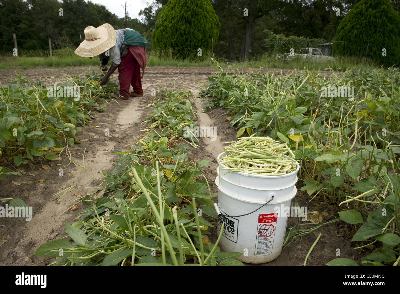Sept. 5, 2011 - Oakfield, GA - Migrant farm workers from Haiti pick ...