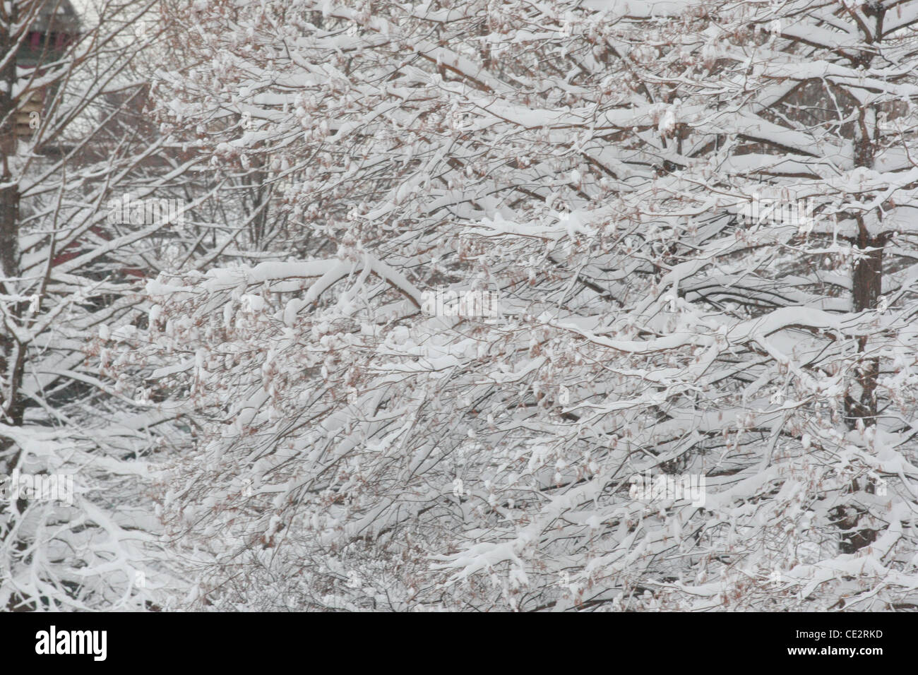 New York City is covered in a blanket of snow after a blizzard. New ...