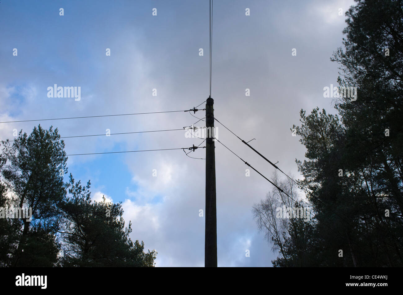 Ivy covered telegraph pole and power cable in the Surrey countryside ...