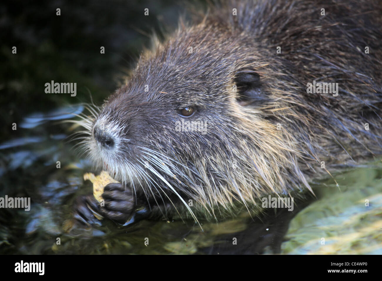 Sitting nutria hi-res stock photography and images - Alamy