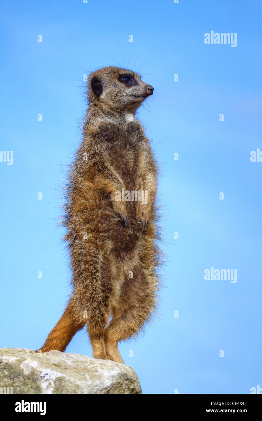 Meerkat on lookout duty Stock Photo - Alamy