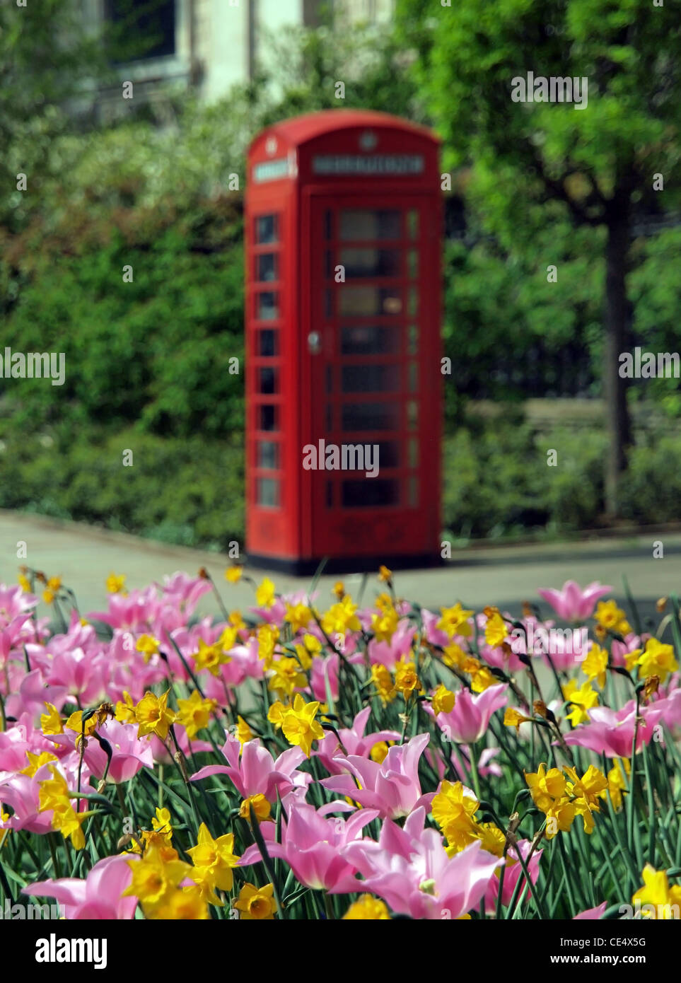 A traditional red telephone box in London, with spring blooming flowers ...