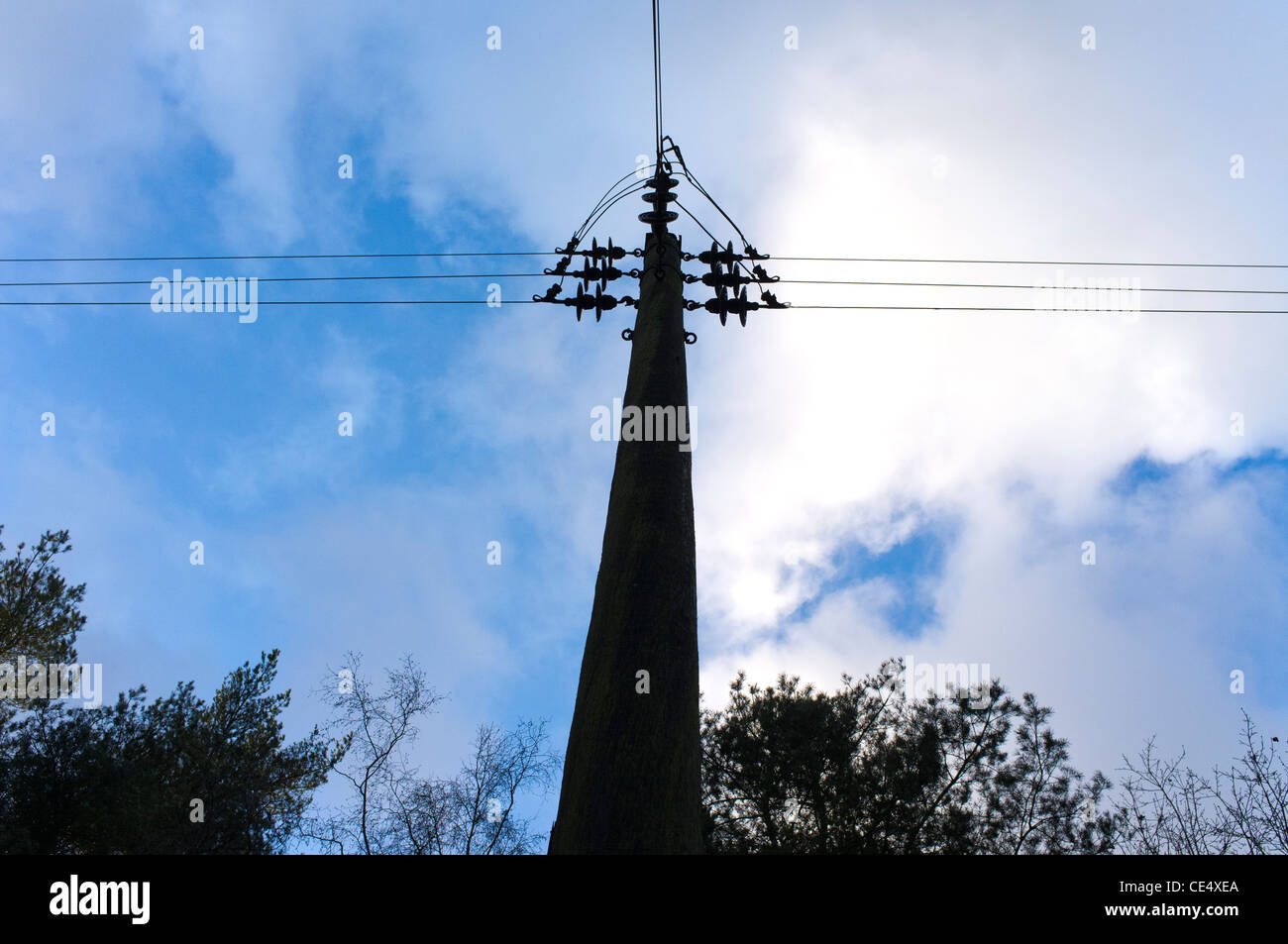 Ivy covered telegraph pole and power cable in the Surrey countryside ...