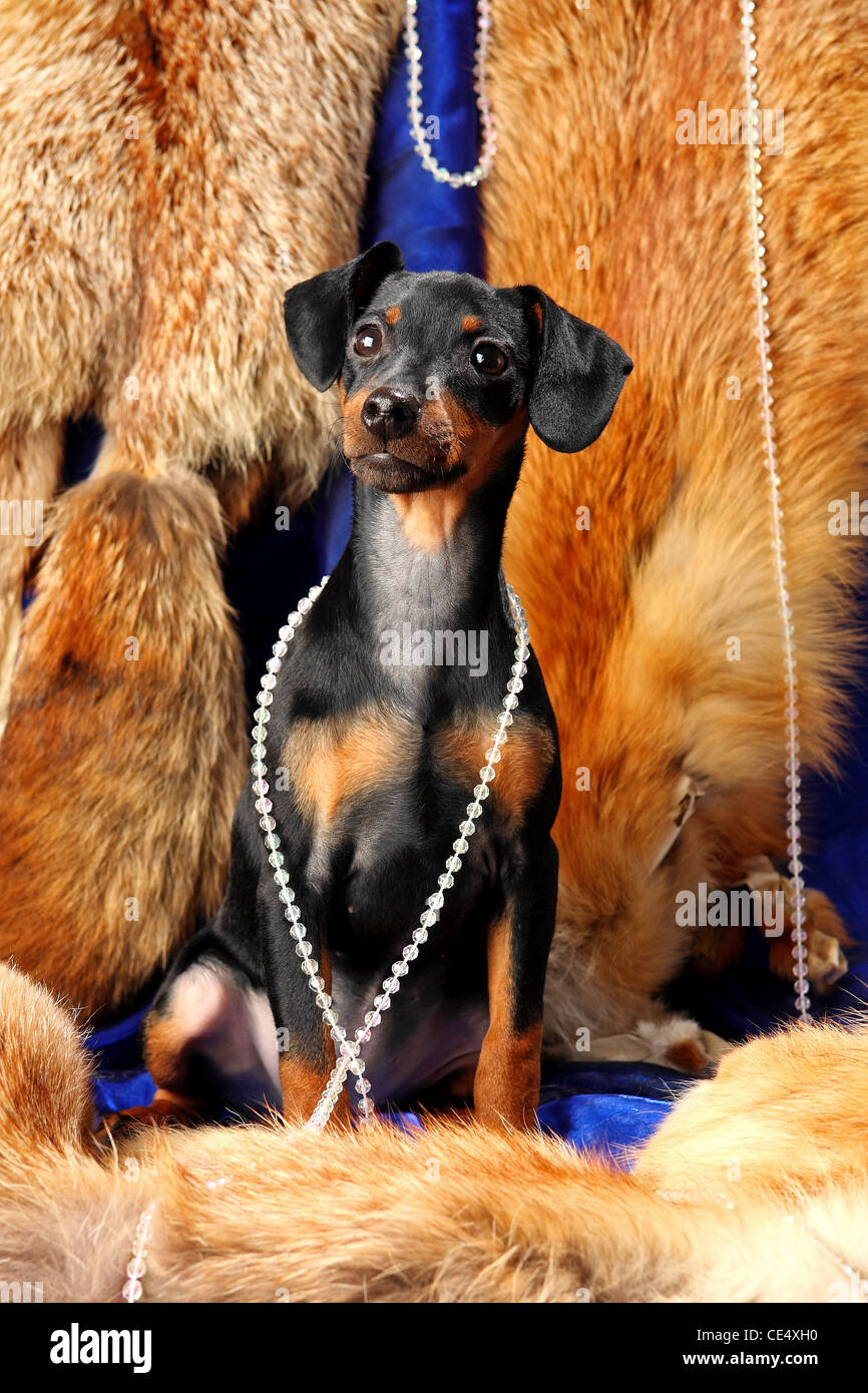 Miniature Pinscher puppy sit on a fox fur Stock Photo - Alamy