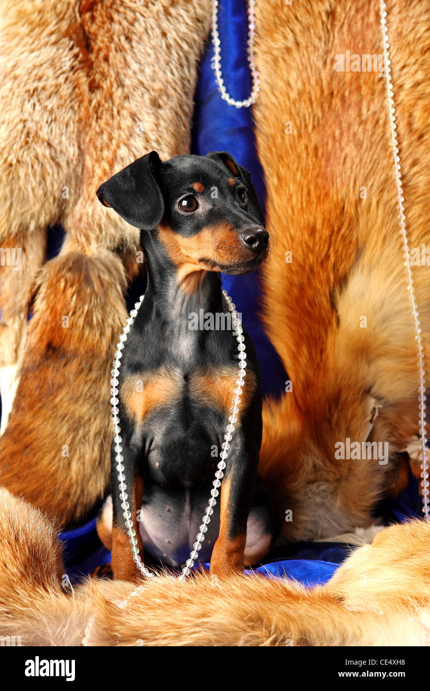 Miniature Pinscher puppy sit on a fox fur Stock Photo - Alamy