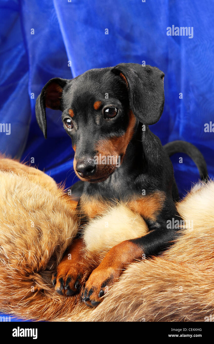 Miniature Pinscher puppy lying on a fox fur Stock Photo - Alamy
