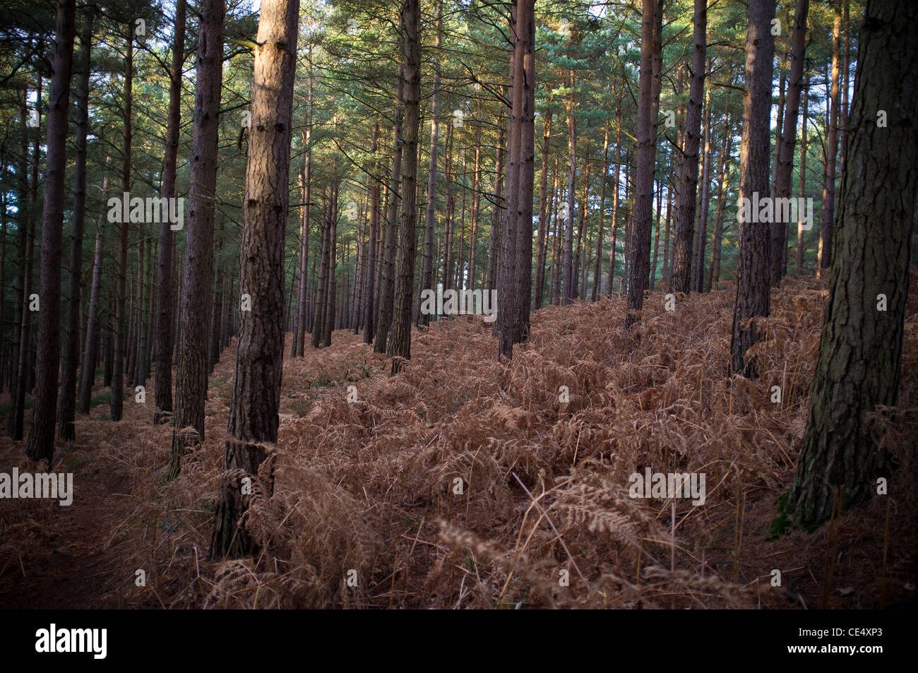 Managed Woodland on Holmbury Hill, Surrey Stock Photo - Alamy